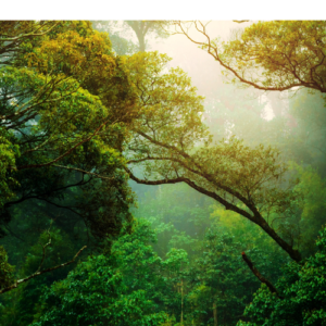 Climate Action Project - Take Action Global